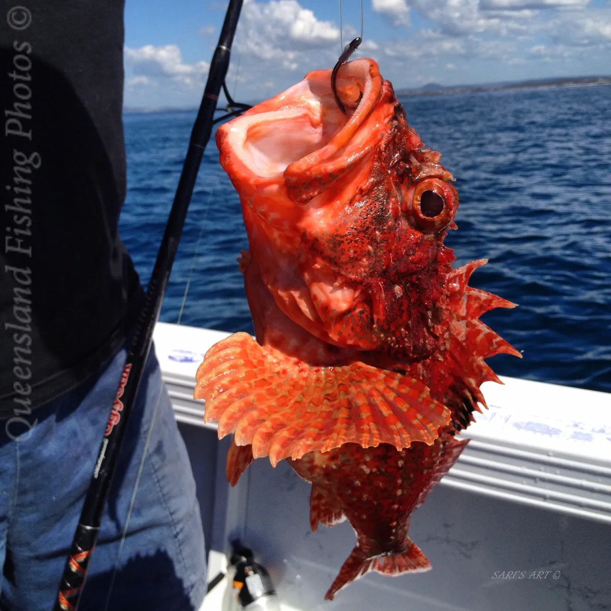 Eastern Red Scorpion Cod: Everything You Need to Know
