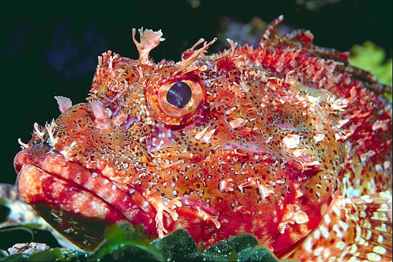 Eastern Red Scorpion Cod: The Reef Fish You Should Never Grab - True ...