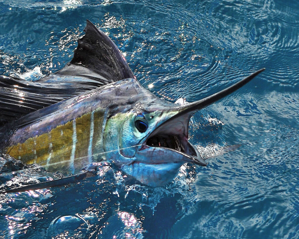 Gold Coast Sailfish: The Summer Game Fish That Explodes on the Surface