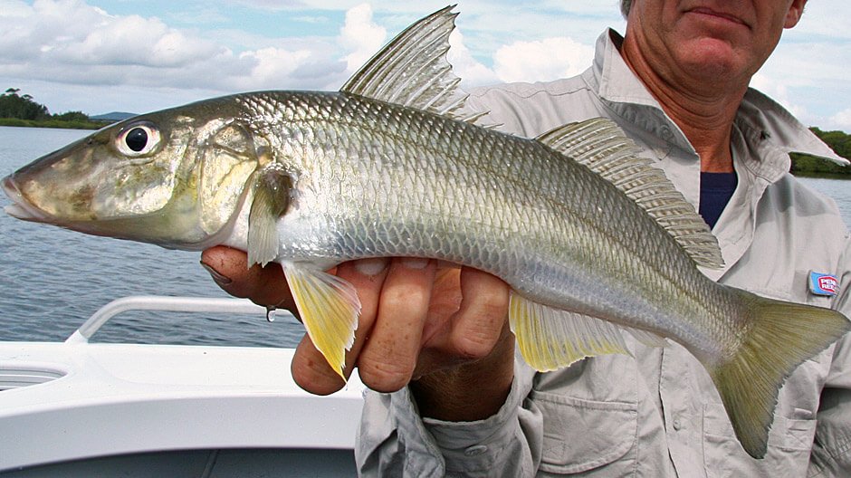 Gold Coast Whiting Fishing - True Blue Fishing Charters Gold Coast