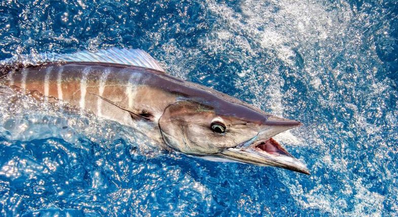 How to Catch Wahoo Off the Gold Coast: Ultimate Fishing Guide