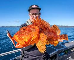 Eastern Red Scorpion Cod: The Reef Fish You Should Never Grab - True ...