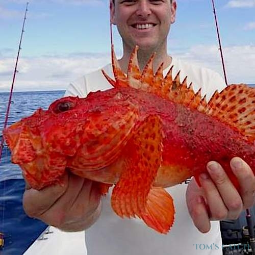 Eastern Red Scorpion Cod: Everything You Need to Know